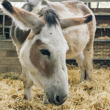 Farmyard & playground