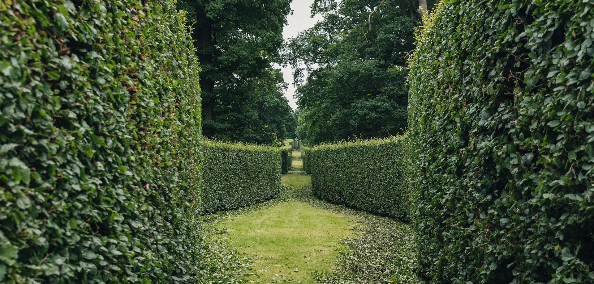 Serpentine Hedges